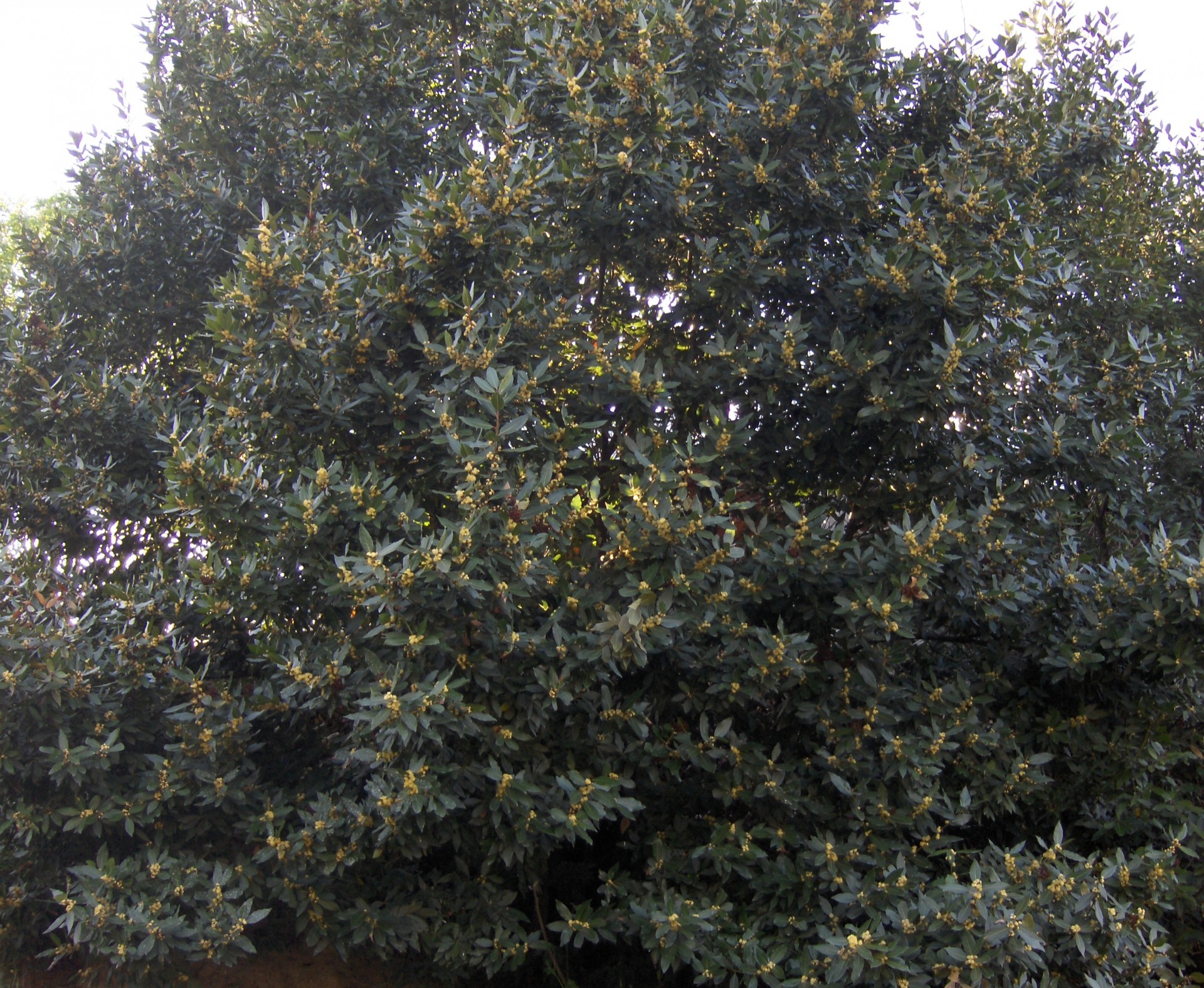 Louro | Quinta da Eireira